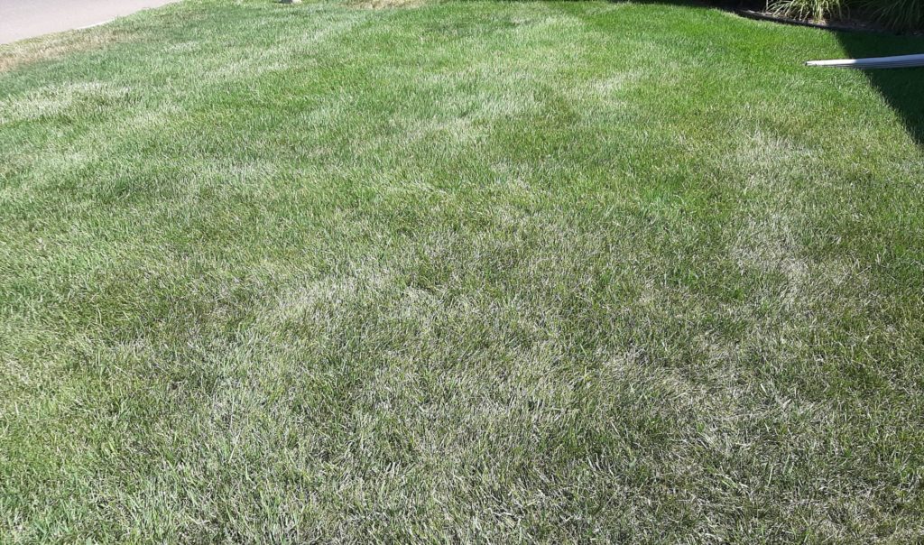 GRASS TURNING BROWN? MAYBE LET IT GO - KSCJ 1360